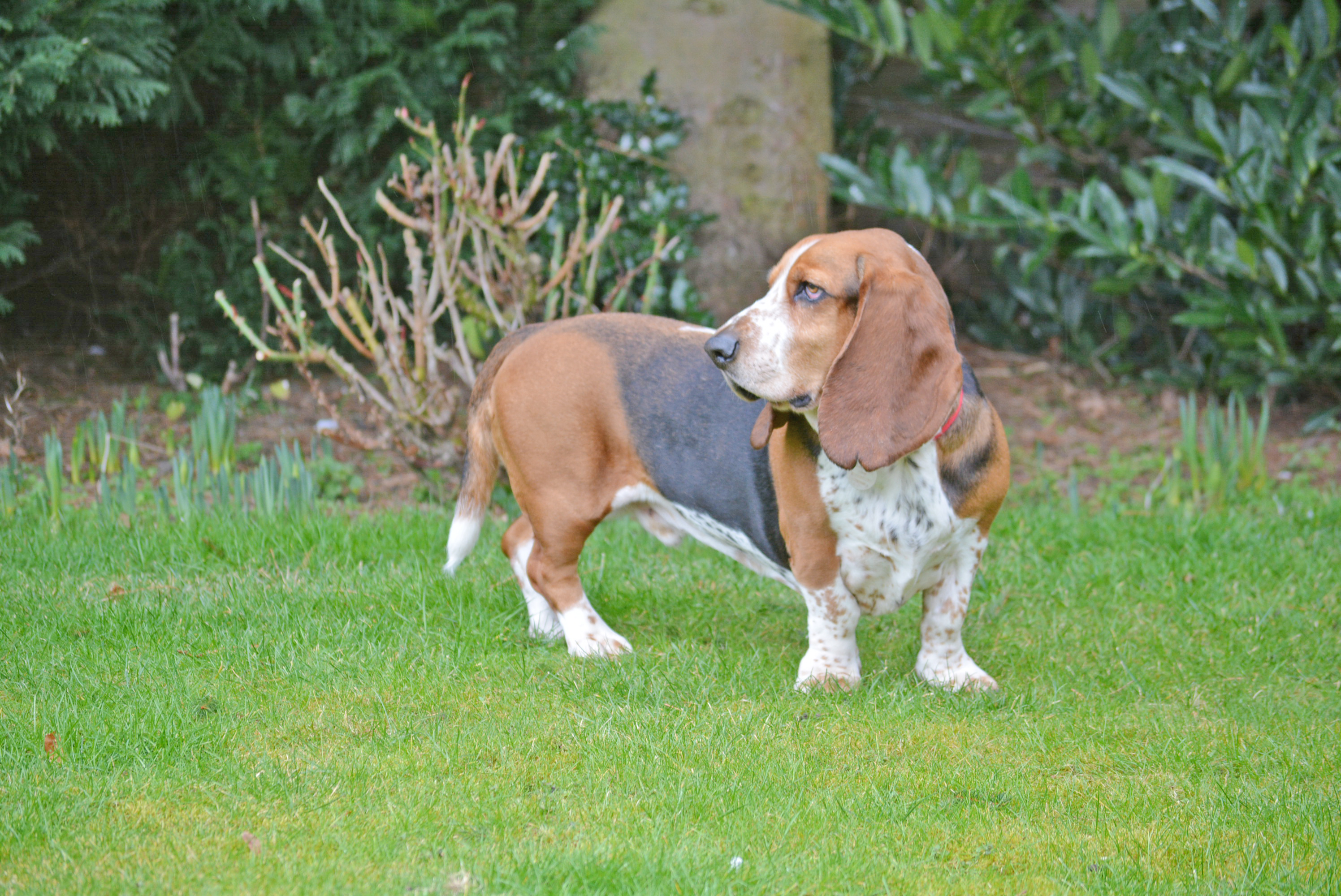 The Bassett Hound featuring Alfie. - Yorkshire Reporter