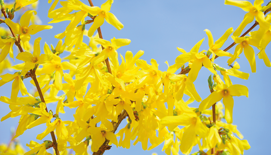 June Brings The Longest Day And The First Taste Of Summer - Yorkshire ...
